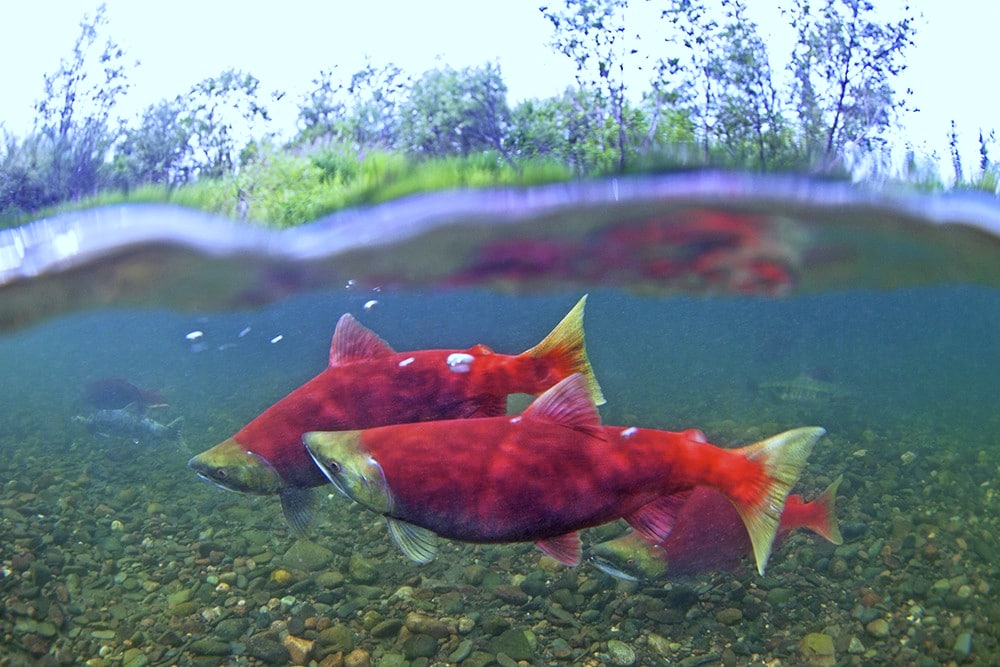 Global Aquaculture Pharmaceuticals, Health, and Nutrition | Syndel